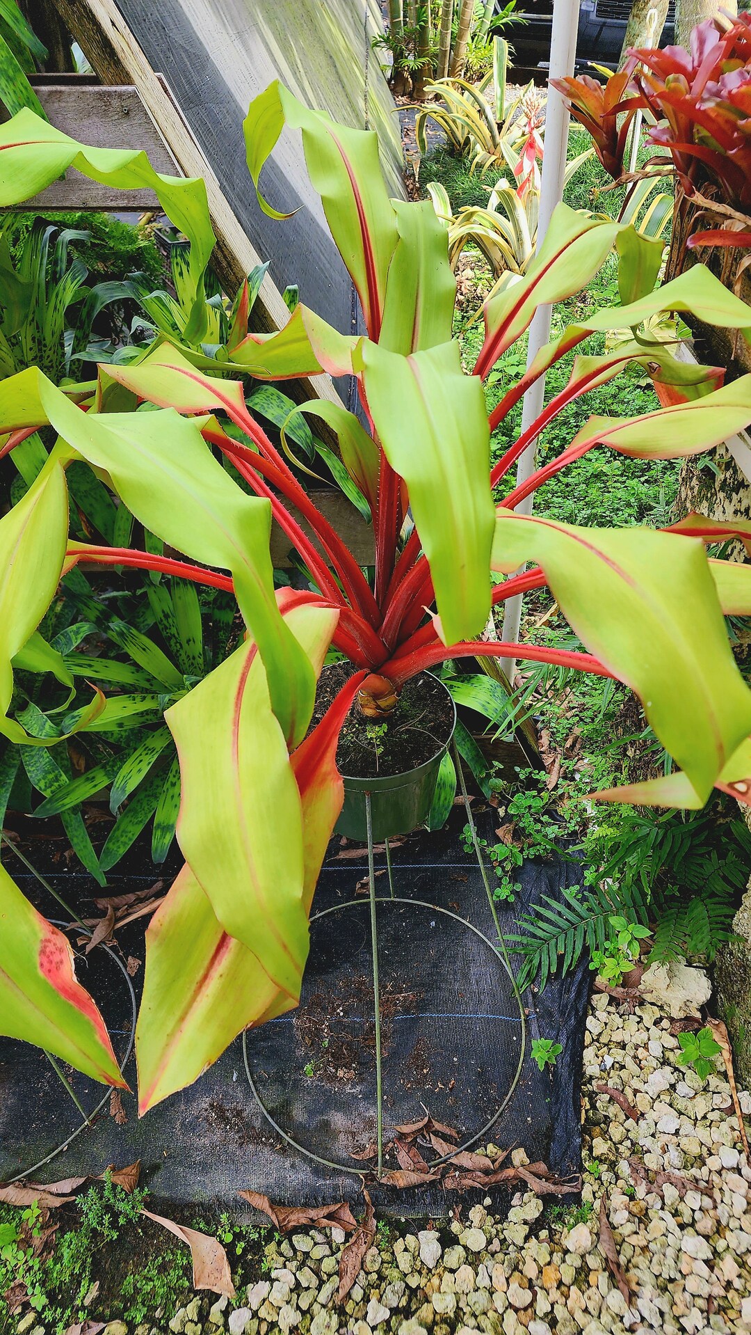 Aechmea Tayoensis Scarletina (an Exceptional Very Rare Bromeliad ) - Etsy