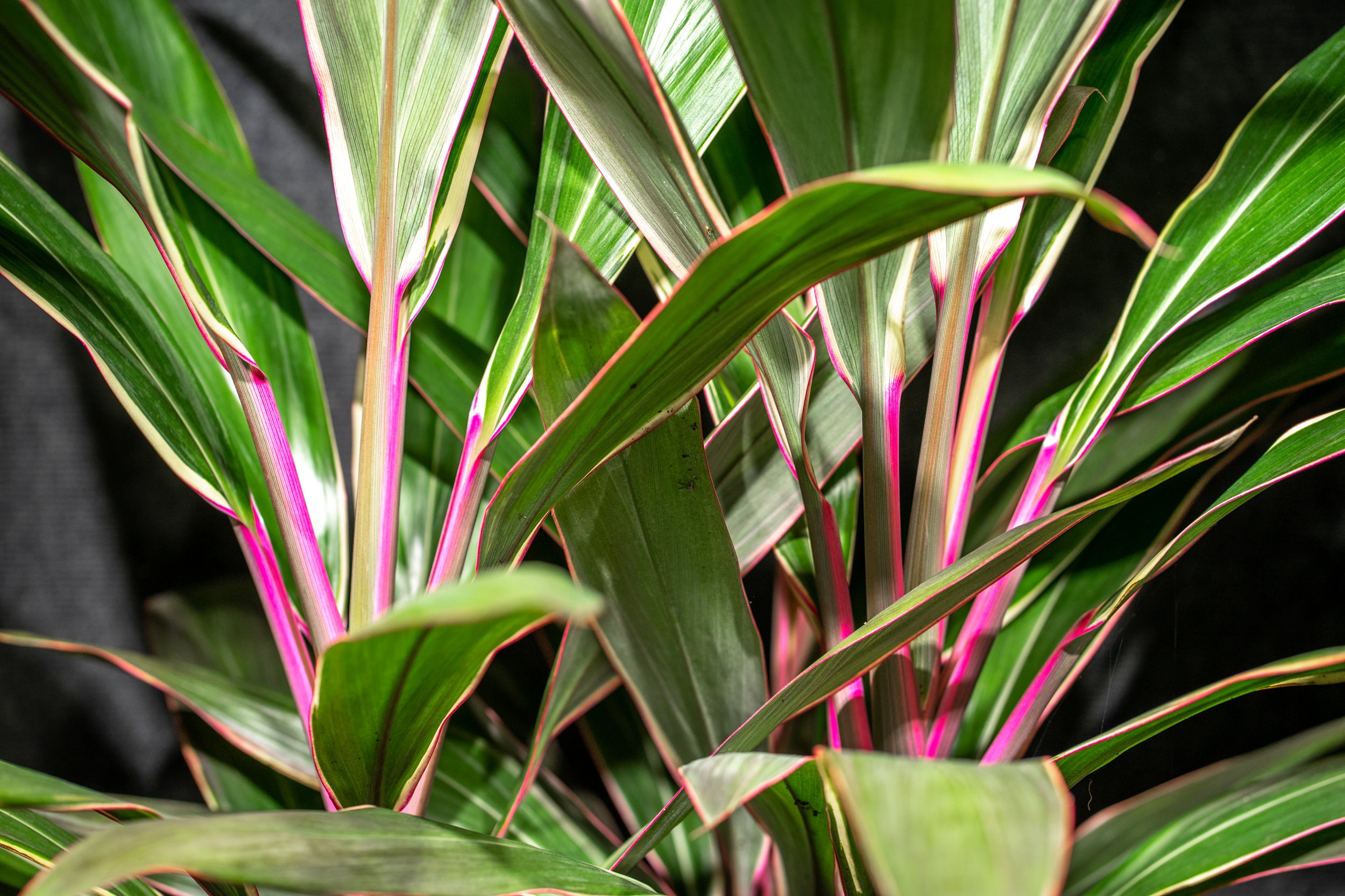 Cordyline Terminalis Pink Diamond Dracaena 14 Inch 5 Gallon | Etsy