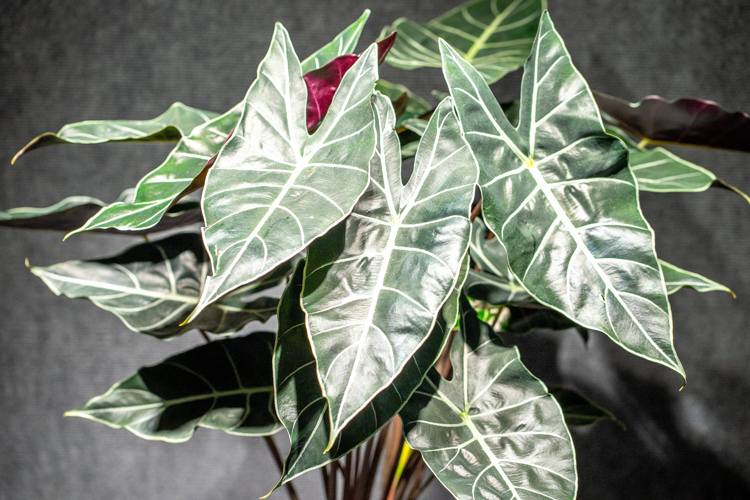 Alocasia Dragons Tooth: Long Leaf Silver Vein Tropical Foliage Plant - Etsy