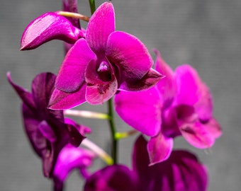 Dendrobium Poppy Red Orchid - Etsy