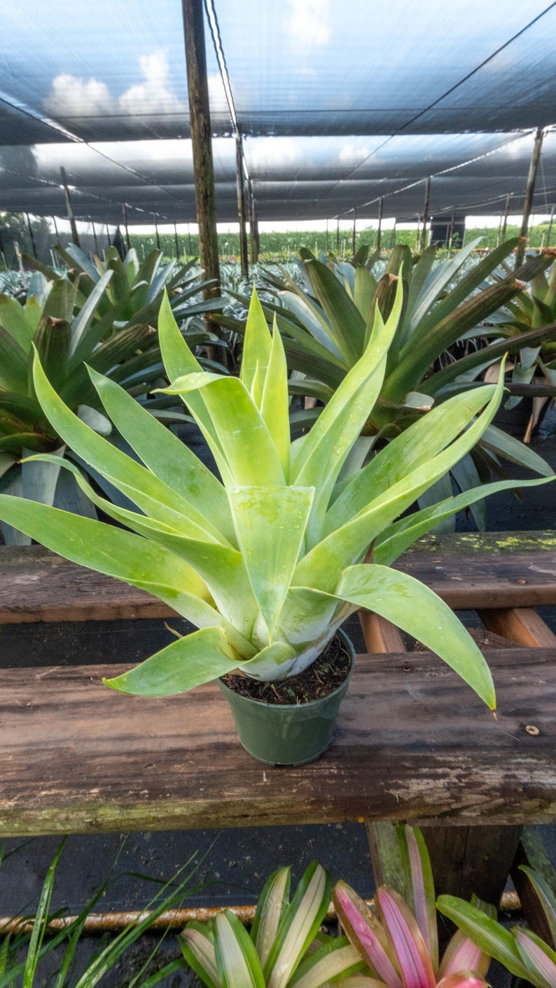 Buy Catopsis Berteroniana: Carnivorous Bromeliad Online in India - Etsy