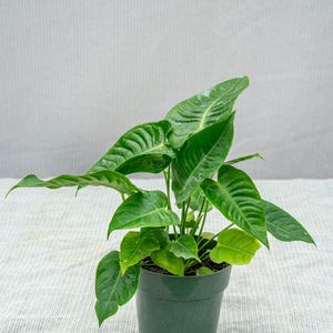 Anthurium Veitchii King Plant (large Leaves, 6" Pot) - Etsy