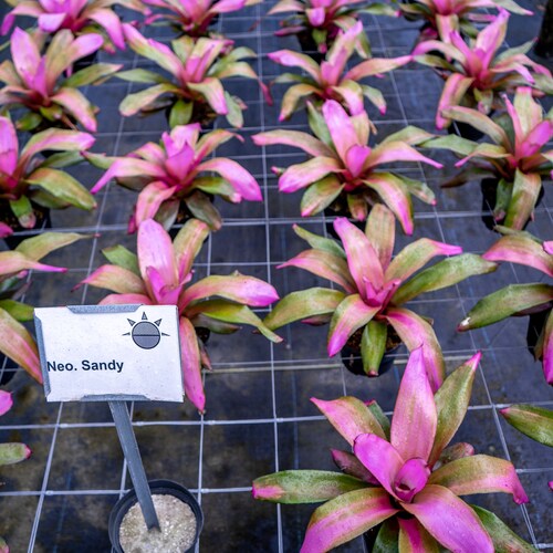 Bromeliad Vriesea Red Chestnut 6 Pot - Etsy