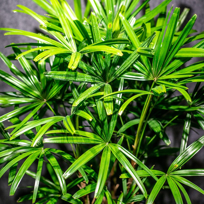 Lady Palm - Etsy