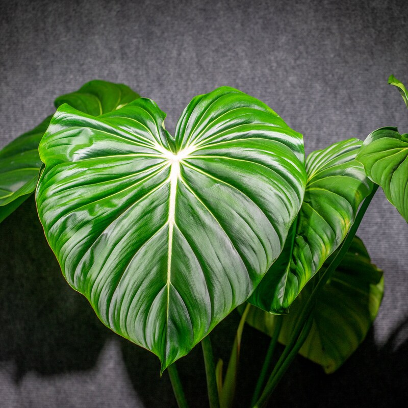 Philodendron - Etsy