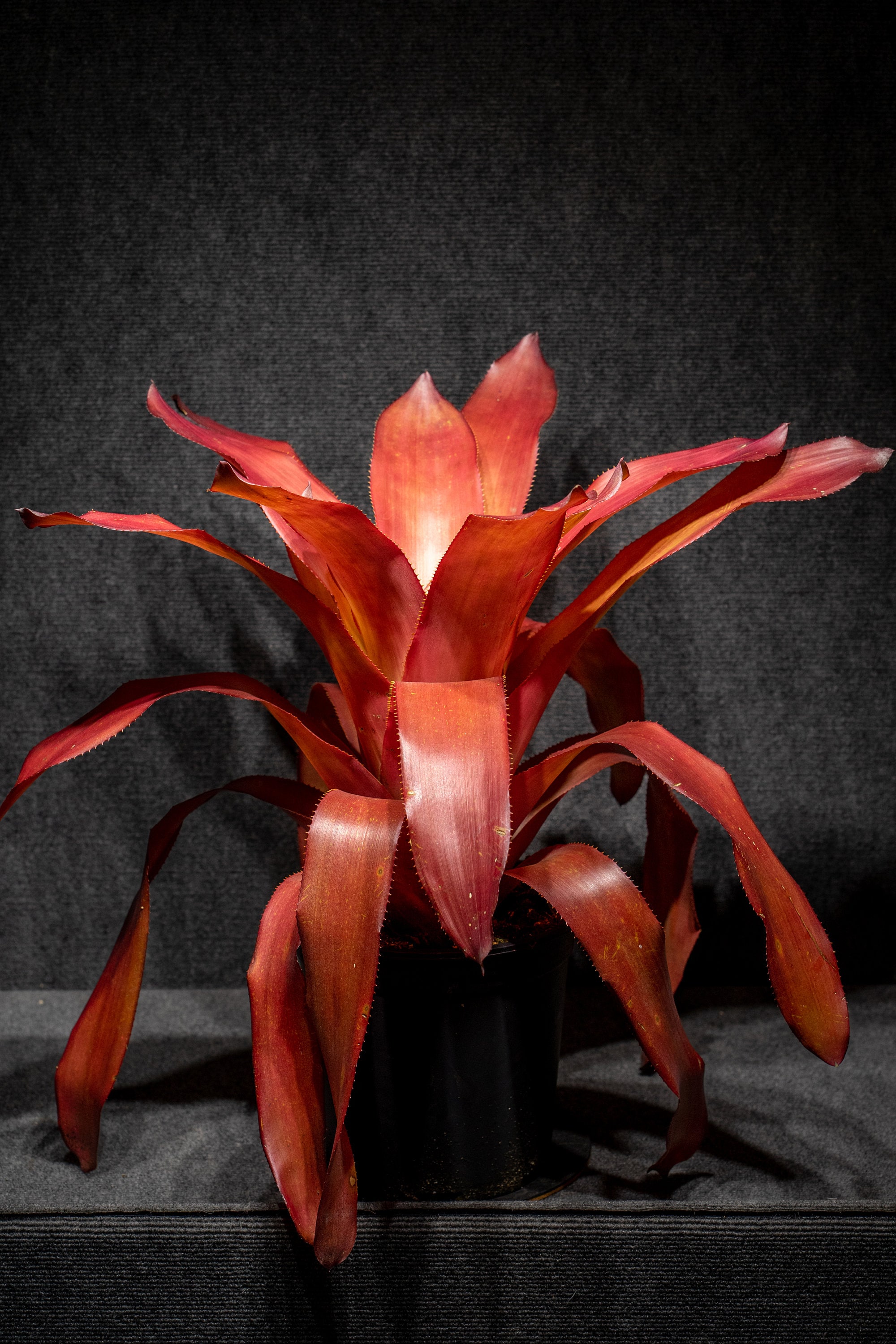 Aechmea Dean 9 Pot - Etsy