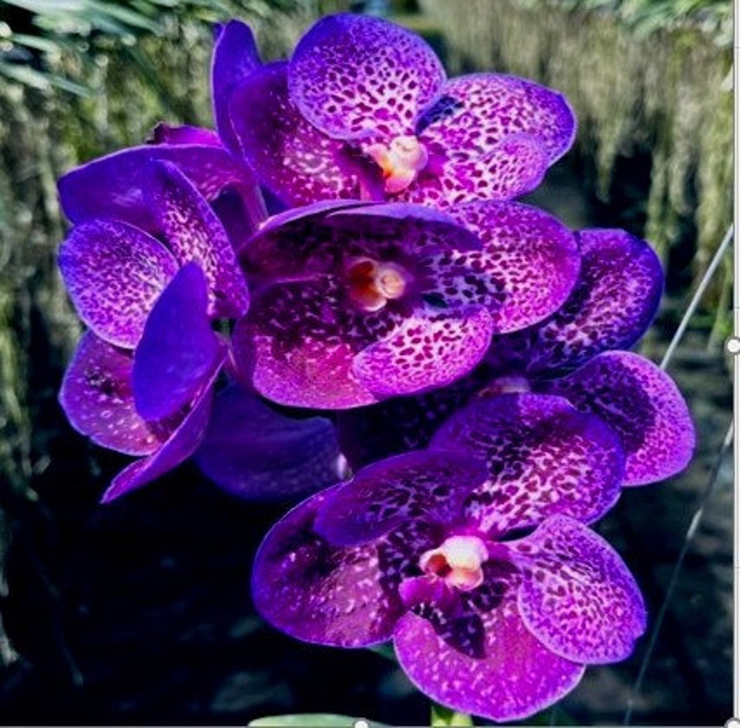 Vanda Fushs Delight X V. Dr. Anek - Etsy