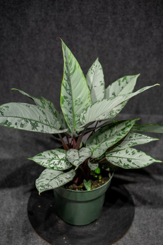 Apoballis Acutissima 'lavaille' Red Sword 6 Pot - Etsy