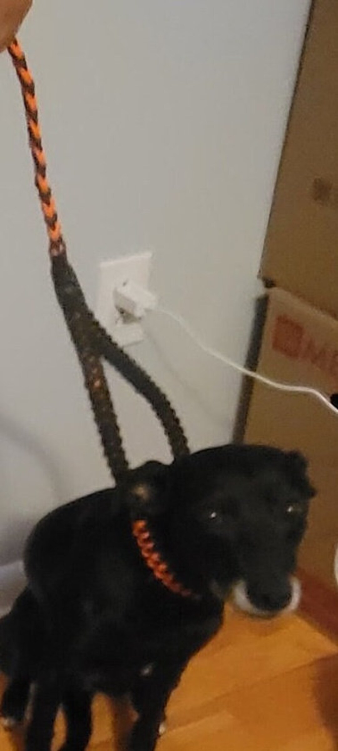 Flat Martingale Leash ~ 4-5 Ft Long. - Etsy