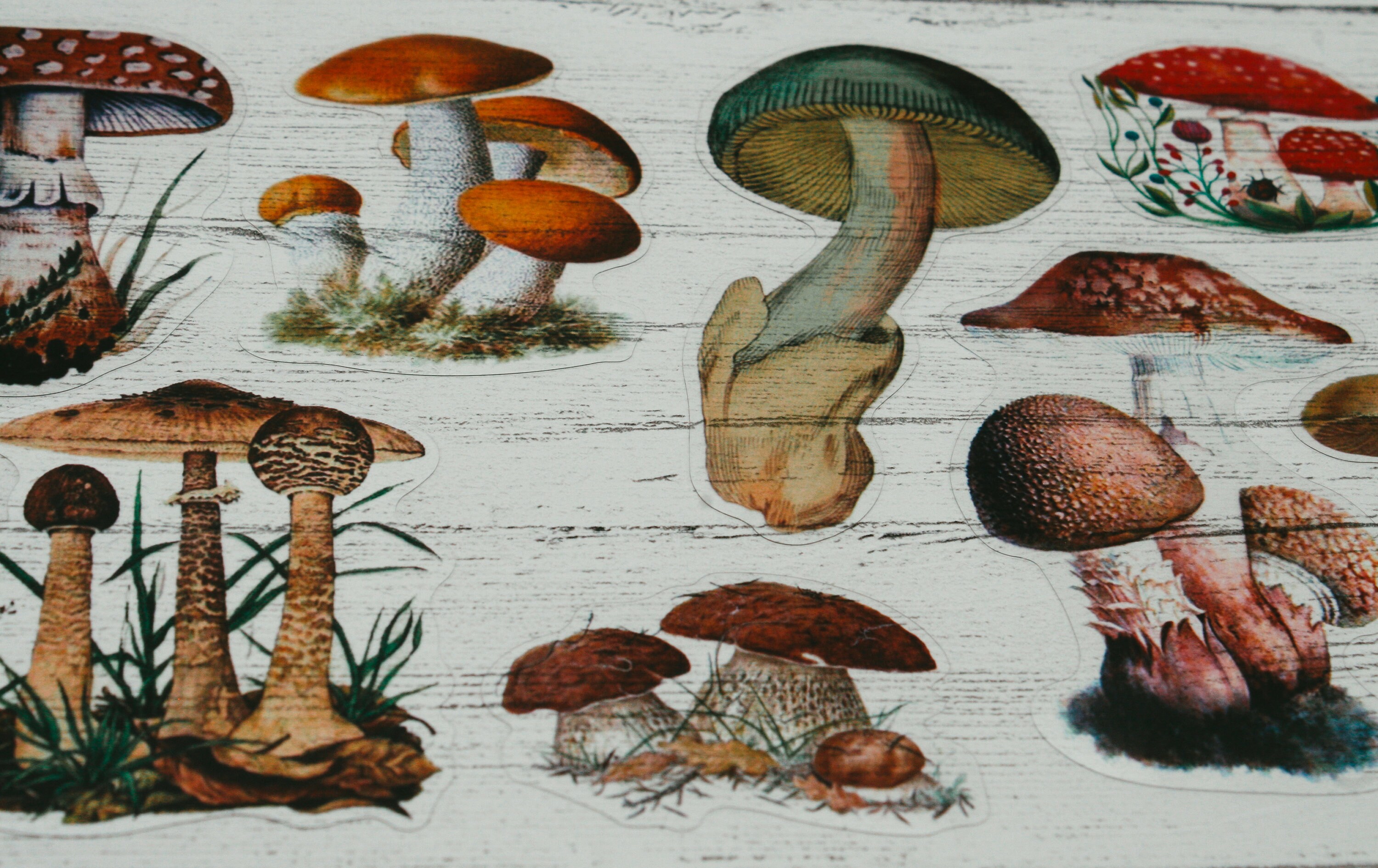 20 Mushroom Decals Fungi Decals Mushroom Decals Resin - Etsy UK