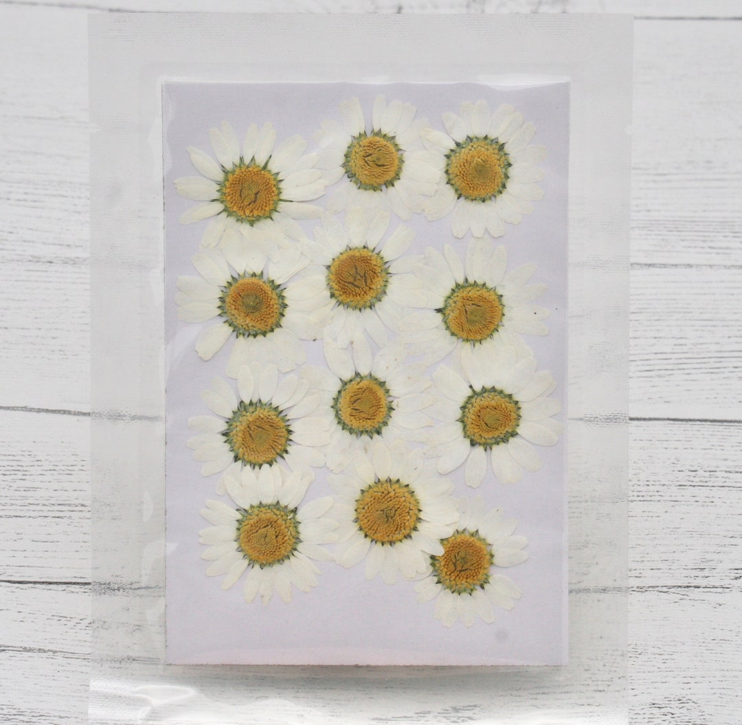 White Daisy Pressed Flowers White Preserved Daisy Set Resin - Etsy