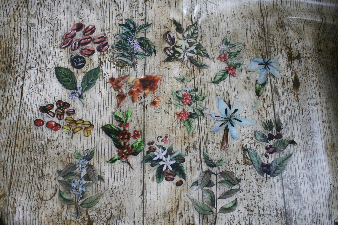 15 Coffee Bean Plants Decal Coffee bean bean plants | Etsy