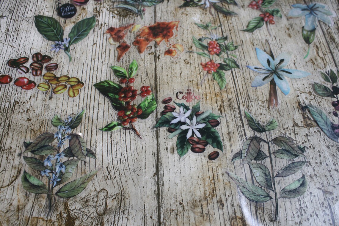 15 Coffee Bean Plants Decal Coffee bean bean plants | Etsy