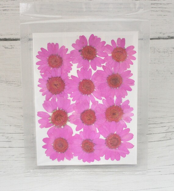 Hot Pink Daisy