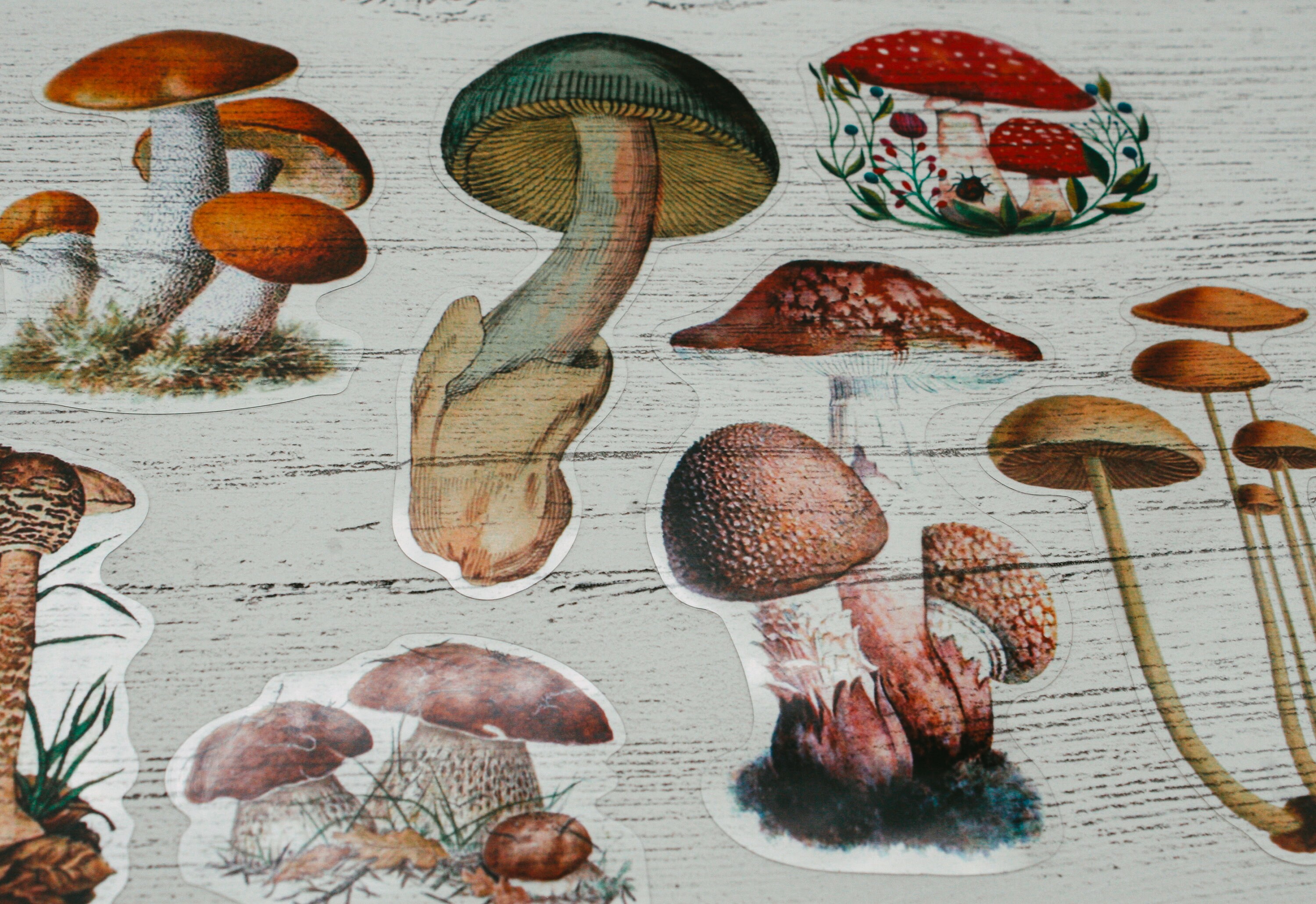 20 Mushroom Decals Fungi Decals Mushroom Decals Resin - Etsy UK