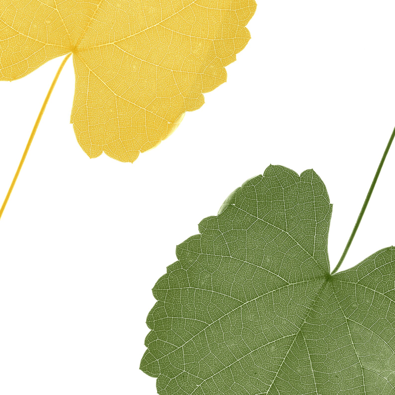 Printable Wall Art of Leaves, Digital Print of Botanical Wall Decor for ...