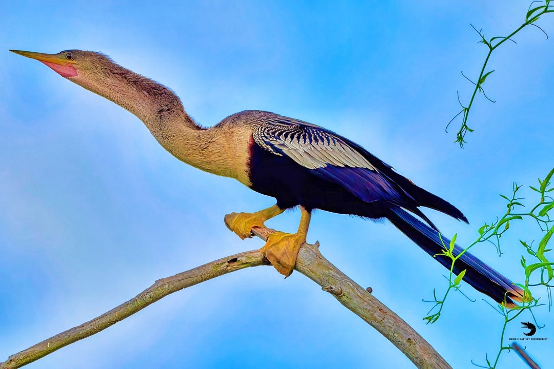 Colorful Female Anhinga (snakebird) on a Pine Branch - Posing Diving ...