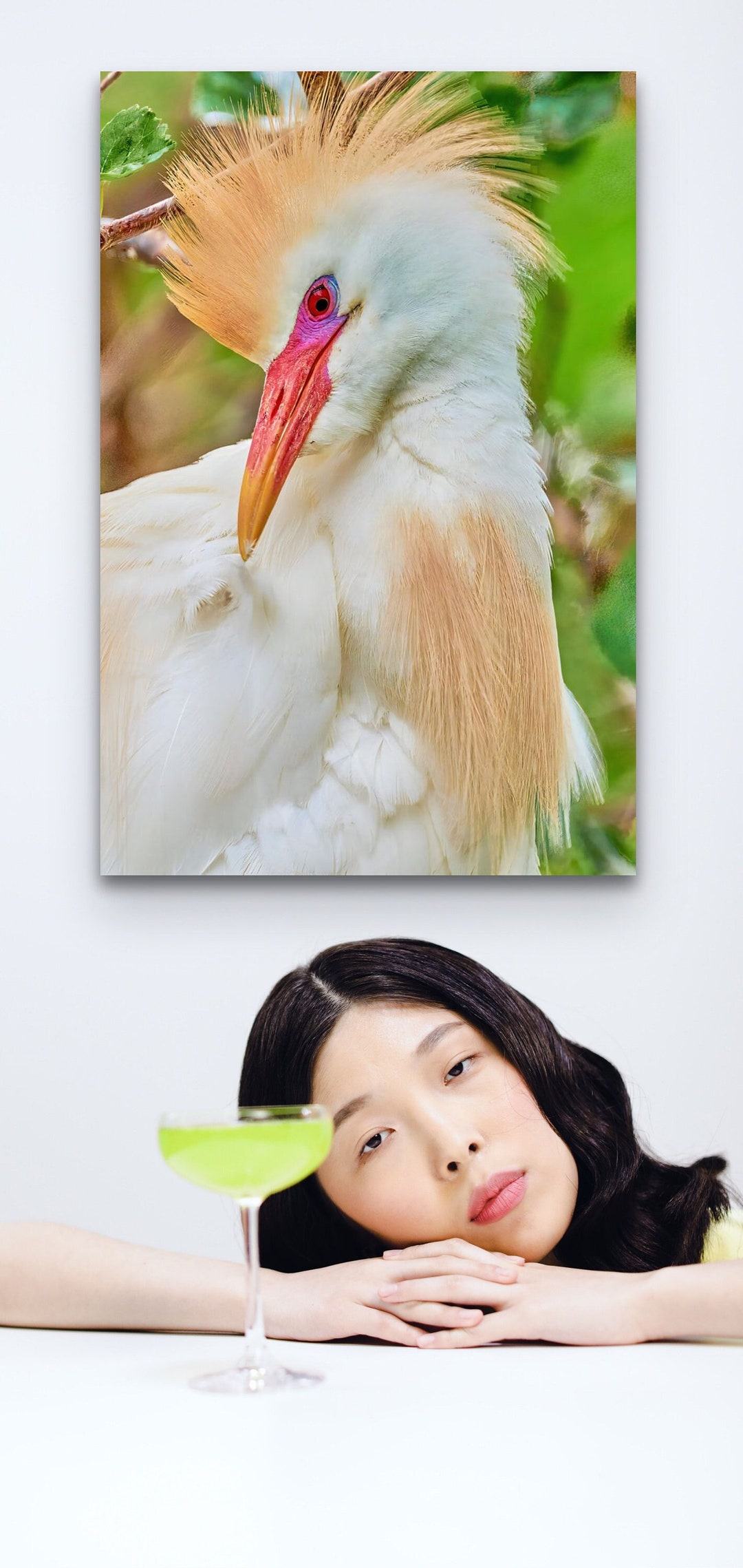 Home Decor - Preening Cattle Egret With Full Breeding Colors - Preening ...