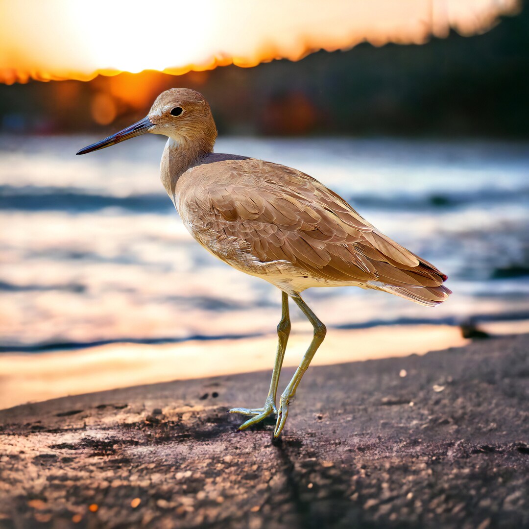 Marine Bird at Sunset - Willet at Sunset - Seabird at Sunset - Marine ...