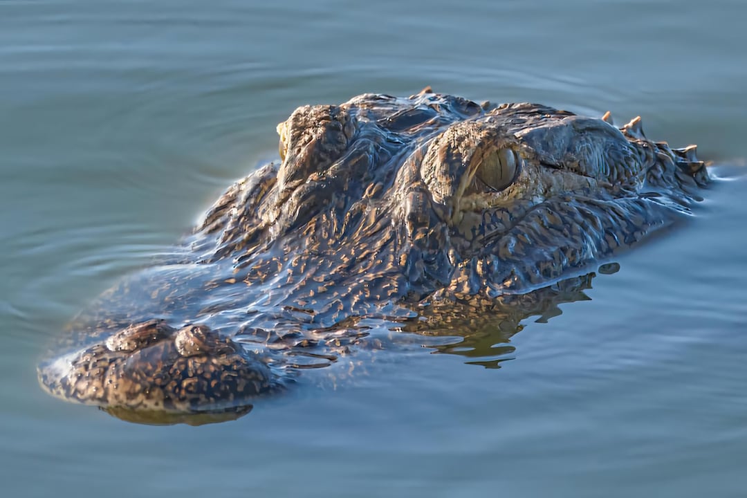 Alligator Staredown - Alligator Gazing From the Swamp - Alligayot Eyes ...
