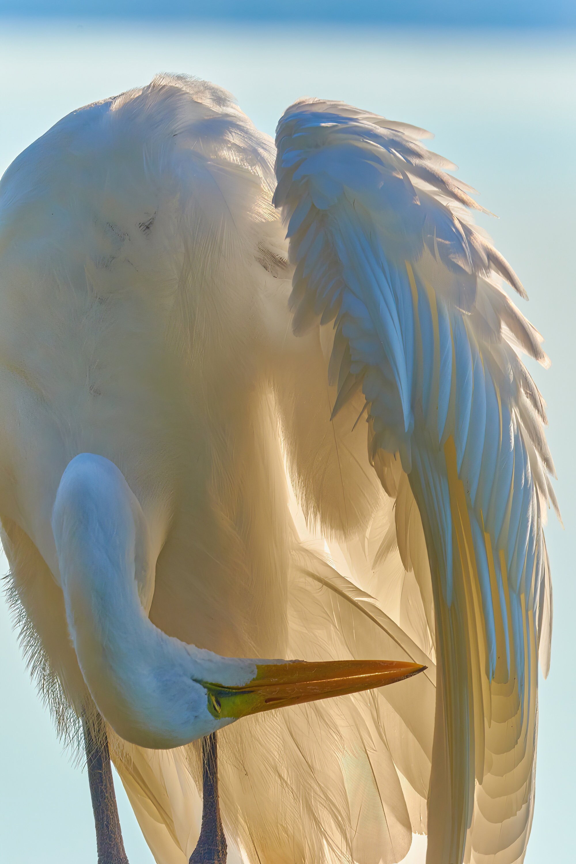 Preening Great Egret With Full Breeding Colors - Etsy