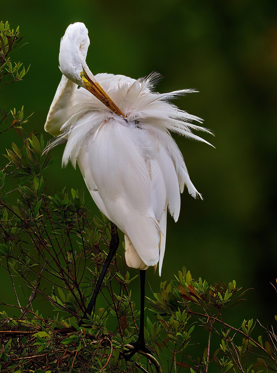 Elegance Illuminated: Great Egret on Dark Canvas - Wall Decor - Gift ...
