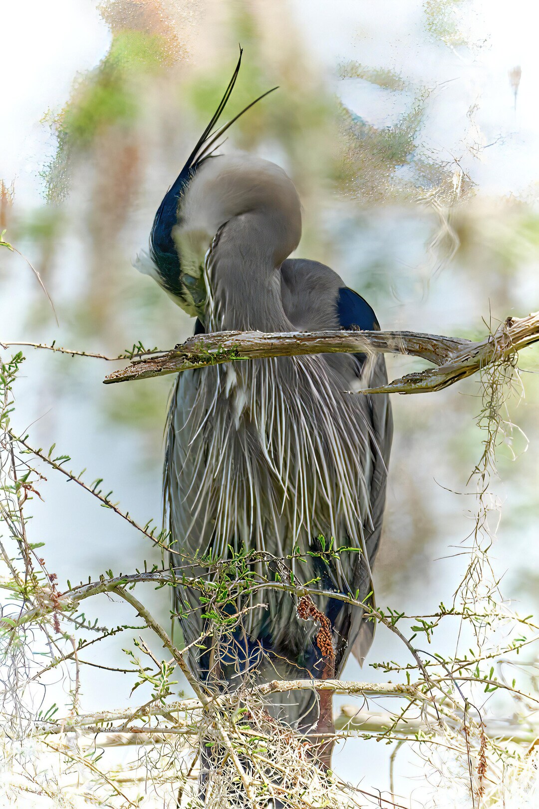 Wading Bird Preening - Preening Great Blue Heron in a Tree - Stylish ...