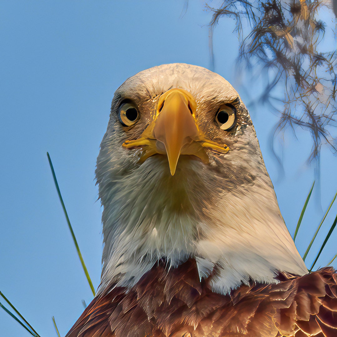 Majestic Bald Eagle Headshot - Professional Photography on Canvas ...