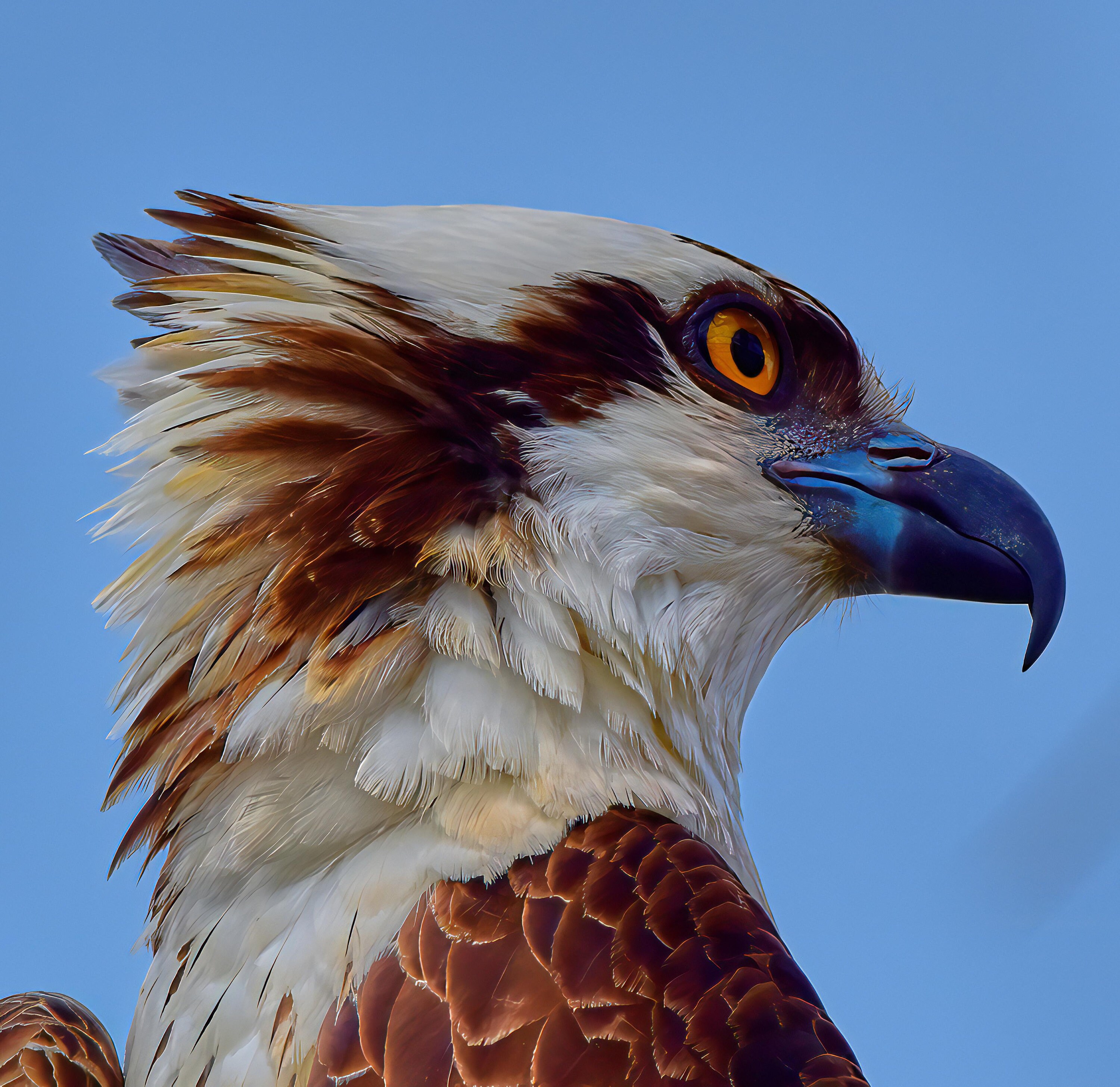 Osprey Closeup Profile - Osprey Photo on Canvas -osprey Headshot ...