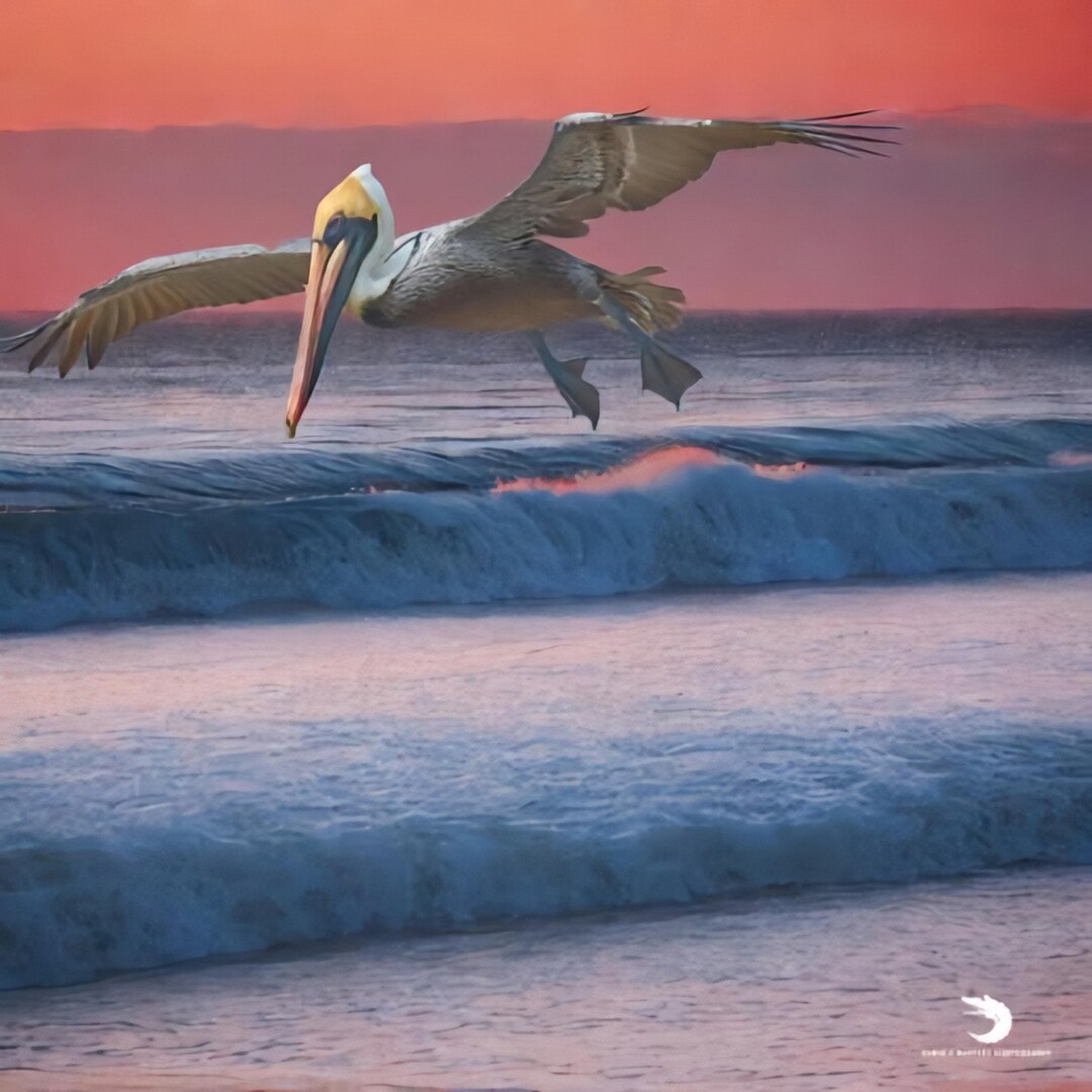 Beachy Pelican Soaring Over Crashing Waves - Brown Pelican Gliding Over ...