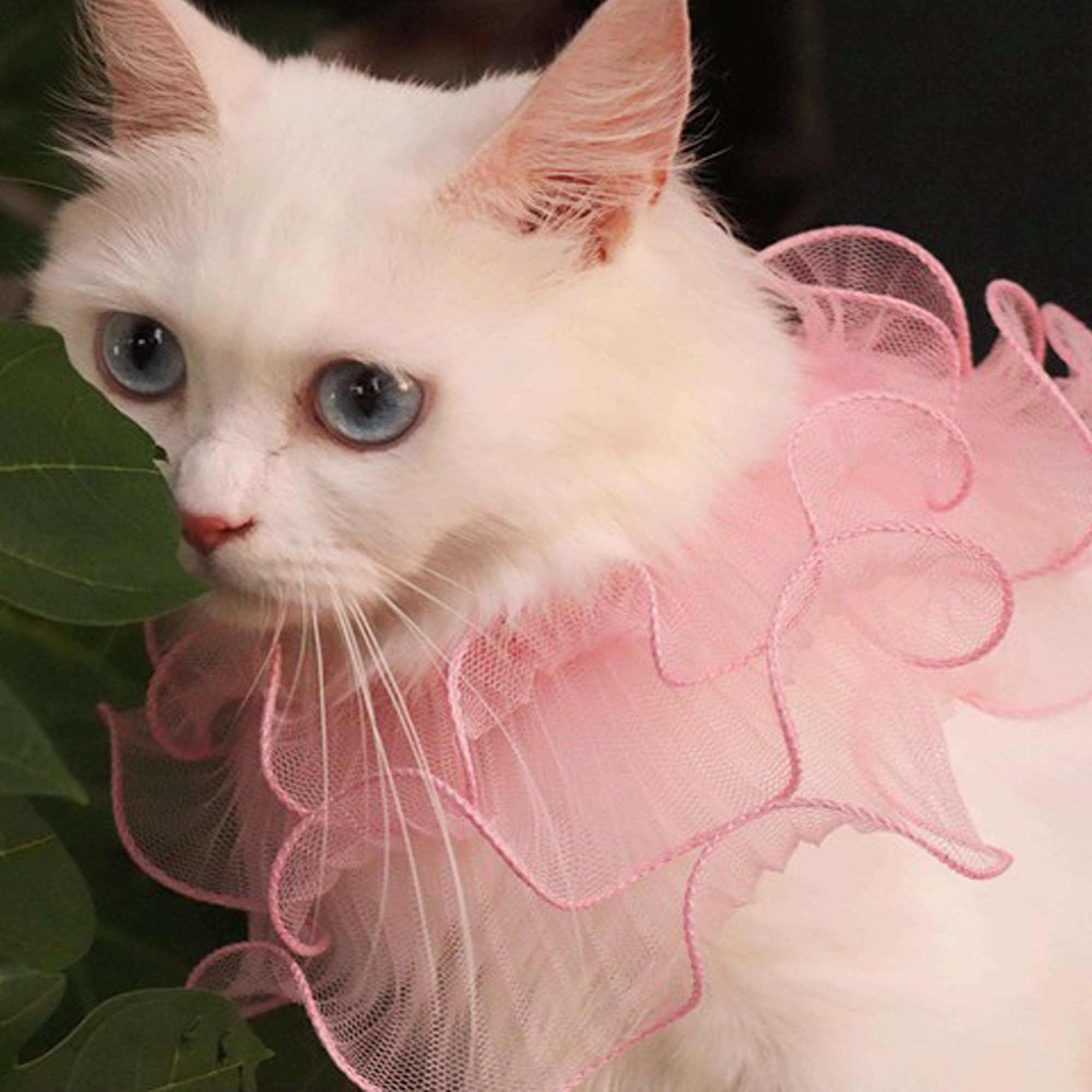 Mnknk Cat Collar Small Neck Ruff Pet Custom Renaissance | Etsy