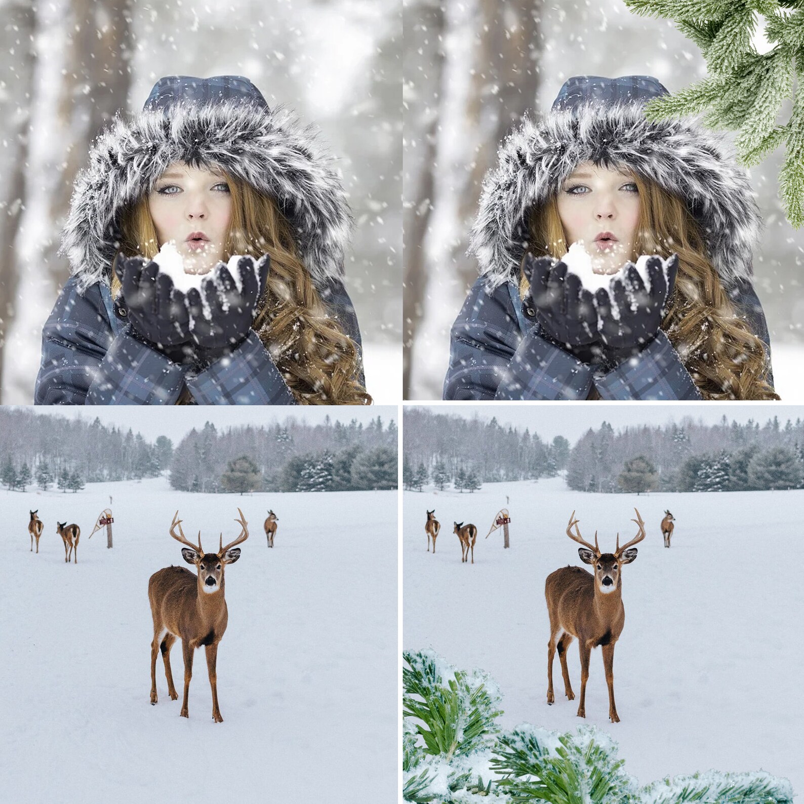 16 Winter Overlays, Christmas Tree Branch Overlays, Fir Overlay, Spruce ...