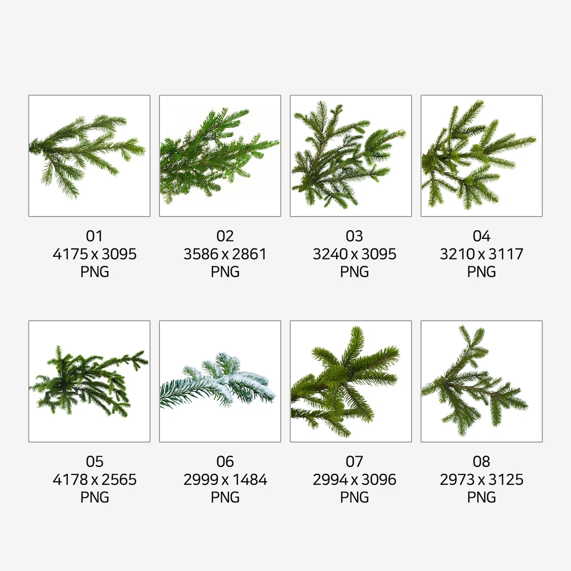 16 Winter Overlays, Christmas Tree Branch Overlays, Fir Overlay, Spruce ...