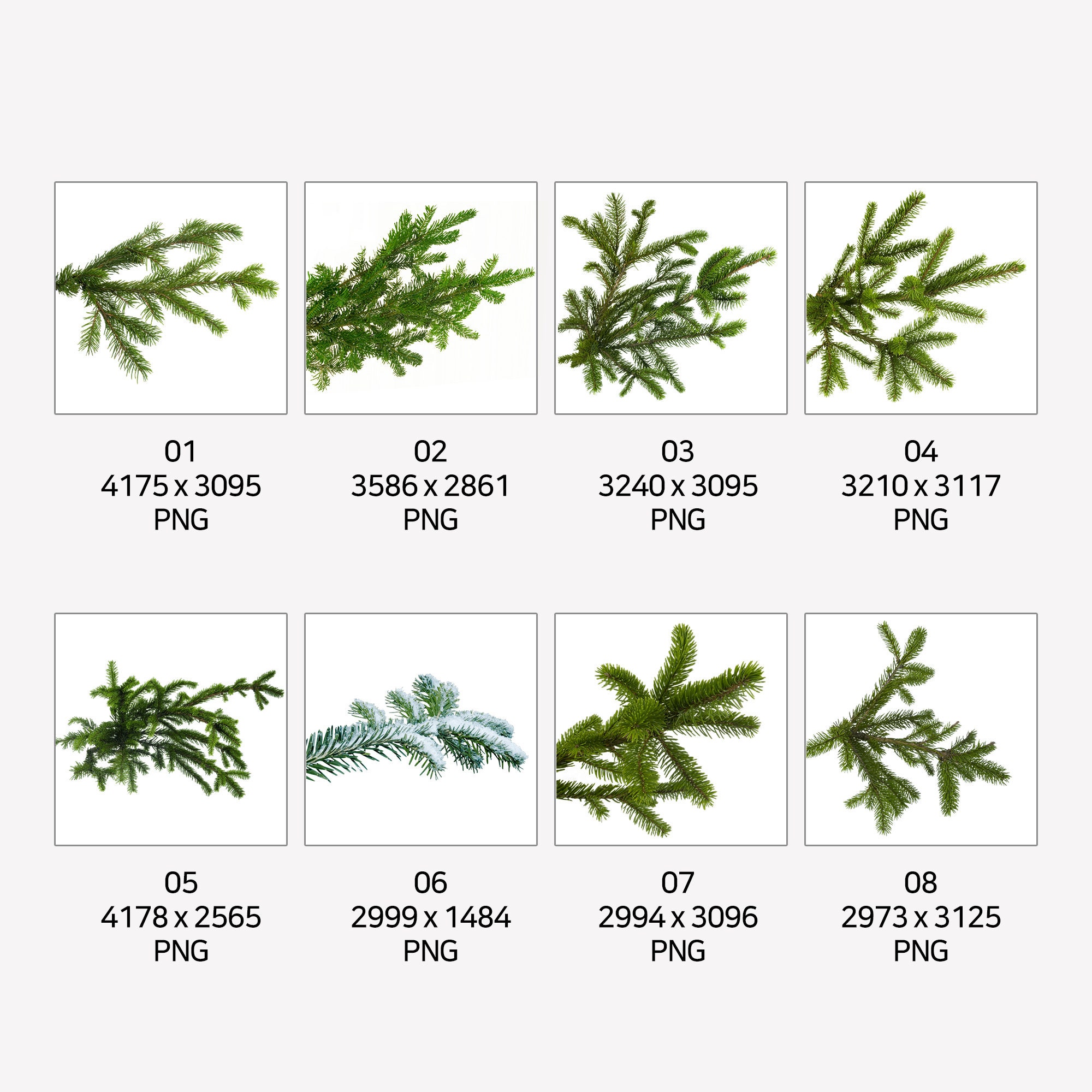 16 Winter Overlays, Christmas Tree Branch Overlays, Fir Overlay, Spruce ...