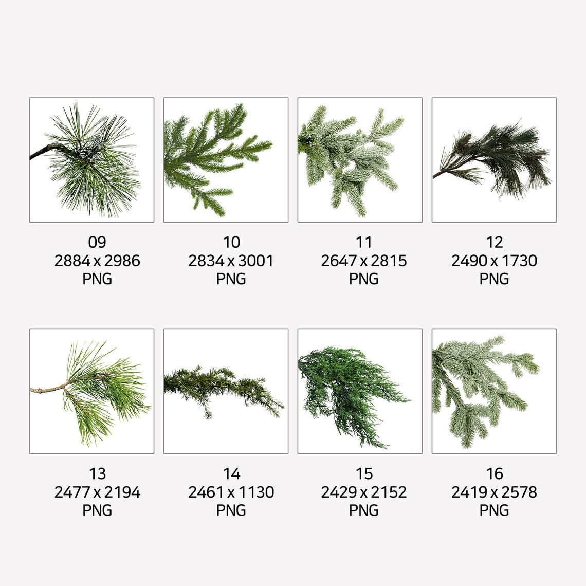 16 Winter Overlays, Christmas Tree Branch Overlays, Fir Overlay, Spruce ...