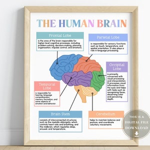 How Trauma Affects the Brain, Human Brain Poster, Brain Anatomy Poster ...
