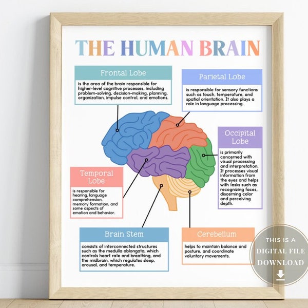 How Trauma Affects the Brain, Human Brain Poster, Brain Anatomy Poster ...