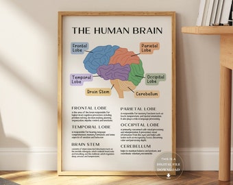 Brain Anatomy Poster Print Psychology Wall Art School Psychologist ...