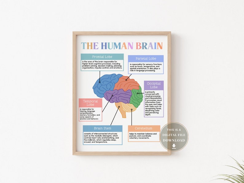 Brain Poster Psychology Office Decor Anatomy Wall Art Mental Health ...
