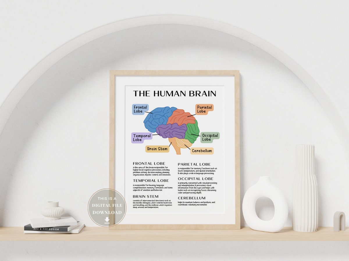 Brain Anatomy Poster Print Psychology Wall Art School - Etsy