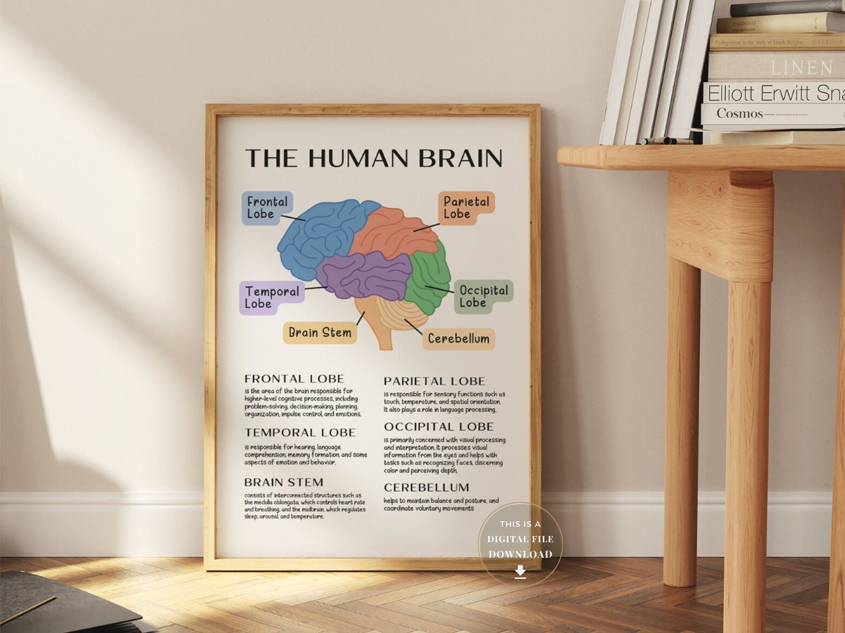 Brain Anatomy Poster Print Psychology Wall Art School - Etsy