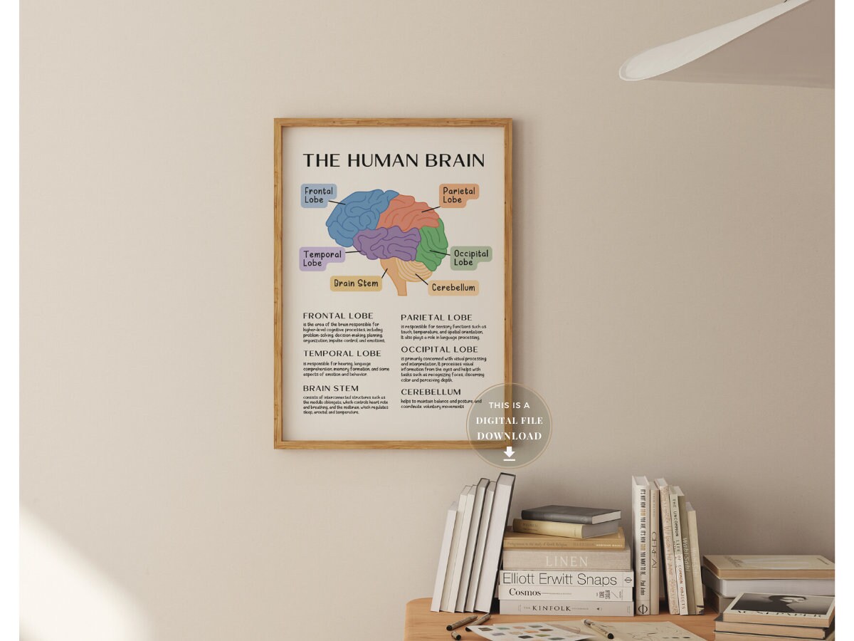 Brain Anatomy Poster Print Psychology Wall Art School - Etsy