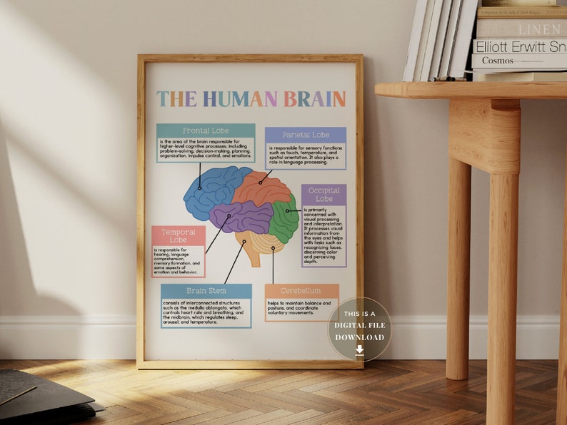 Brain Poster Psychology Office Decor Anatomy Wall Art Mental Health ...