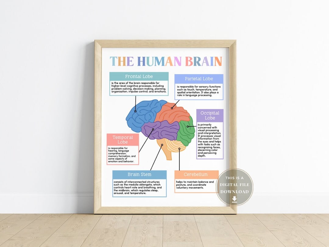 Brain Poster Psychology Office Decor Anatomy Wall Art Mental Health ...