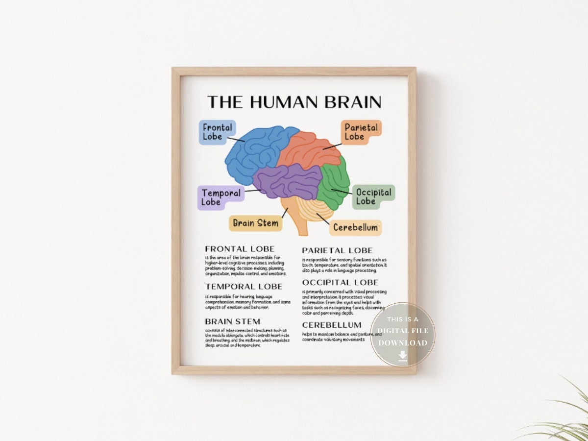 Brain Anatomy Poster Print Psychology Wall Art School - Etsy