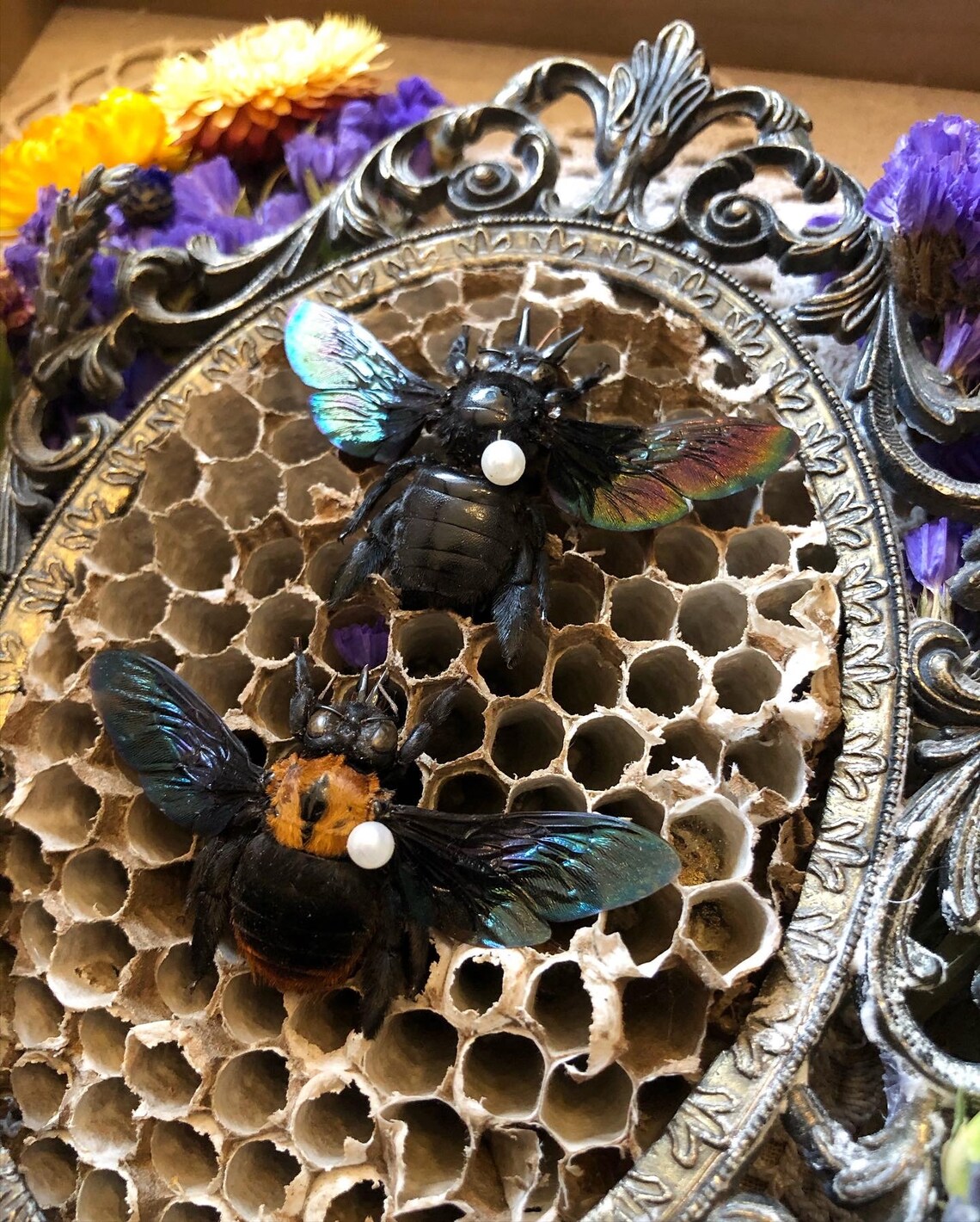 Carpenter Bee Shadowbox - Etsy