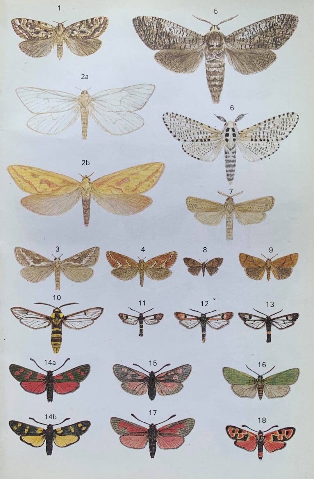 Moths Original Vintage Double Sided Print From 'a Field - Etsy