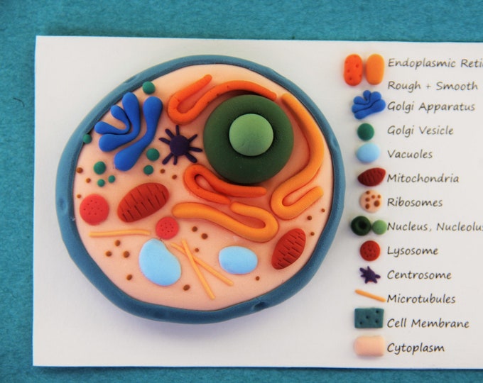 Custom Teaching Models for Teachers, Science Classroom Decor, Animal ...