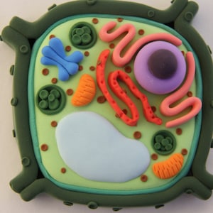 Custom Models for Teachers, Classroom Decor, Plant Cell Models, Science ...