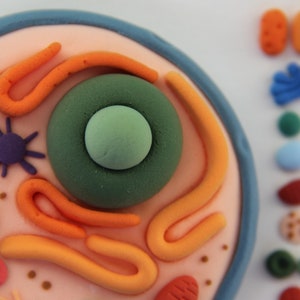 Custom Teaching Models for Teachers, Science Classroom Decor, Animal ...